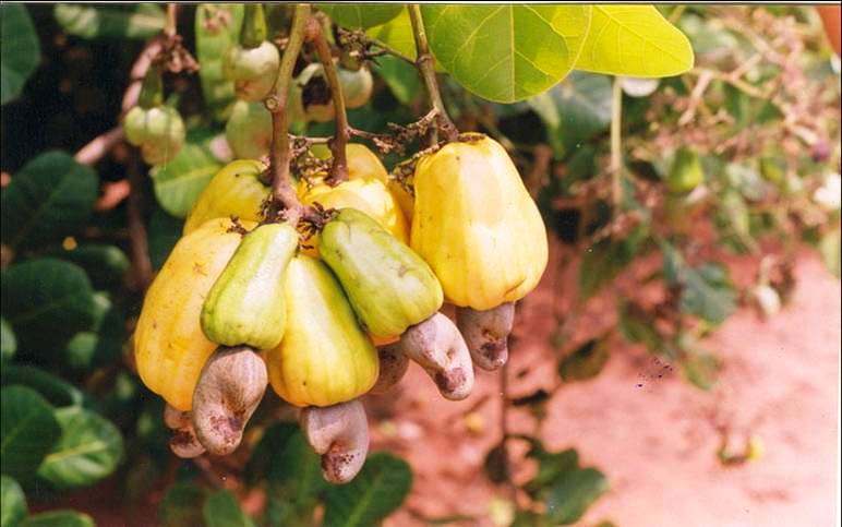 Plantation Crops - Department of Agriculture, Government of Meghalaya