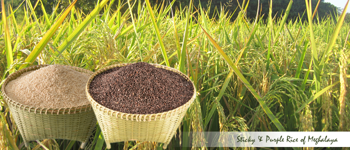 Homepage of Department of Agriculture, Meghalaya